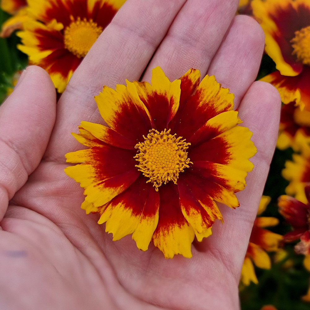 Buy Coreopsis Solar Jewel at jparkers.co.uk