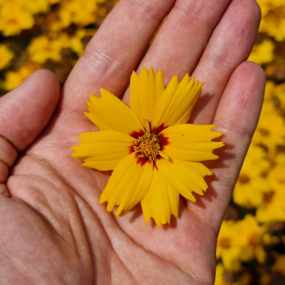 Buy Coreopsis Solar Mellow at jparkers.co.uk