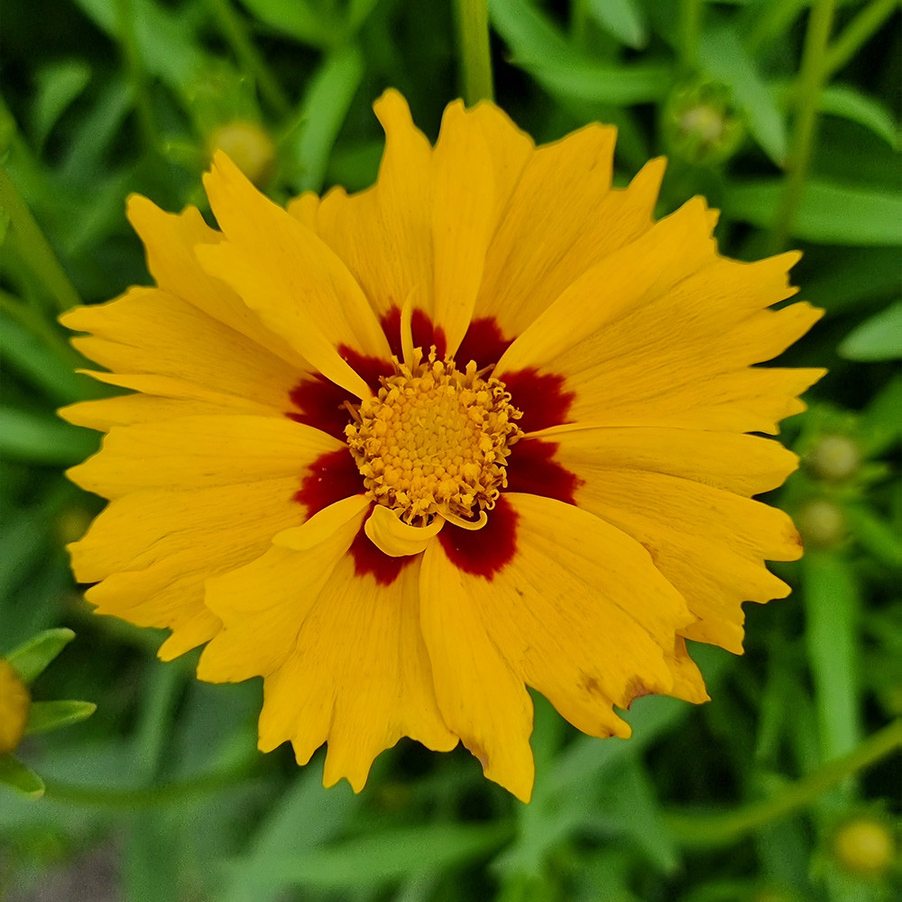 Buy Coreopsis Solar Mellow at jparkers.co.uk