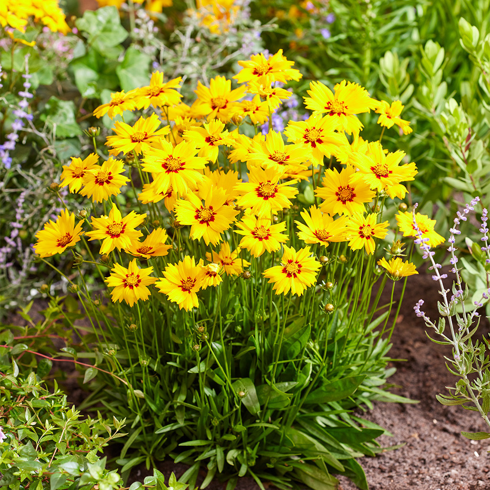 Buy Coreopsis Solar Mellow at jparkers.co.uk