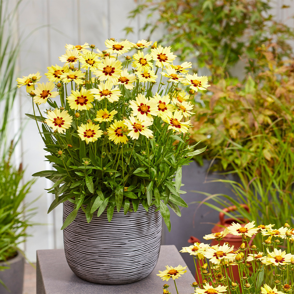 Buy Coreopsis Solar Moon at jparkers.co.uk
