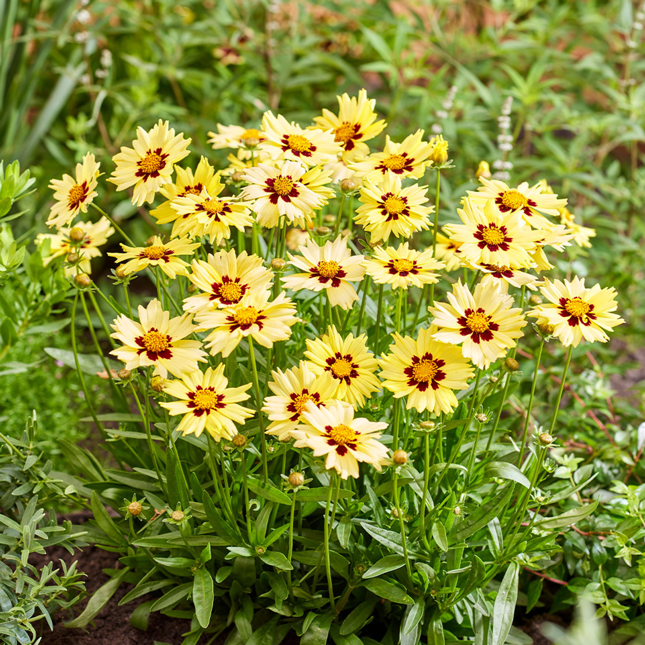 Buy Coreopsis Solar Moon at jparkers.co.uk