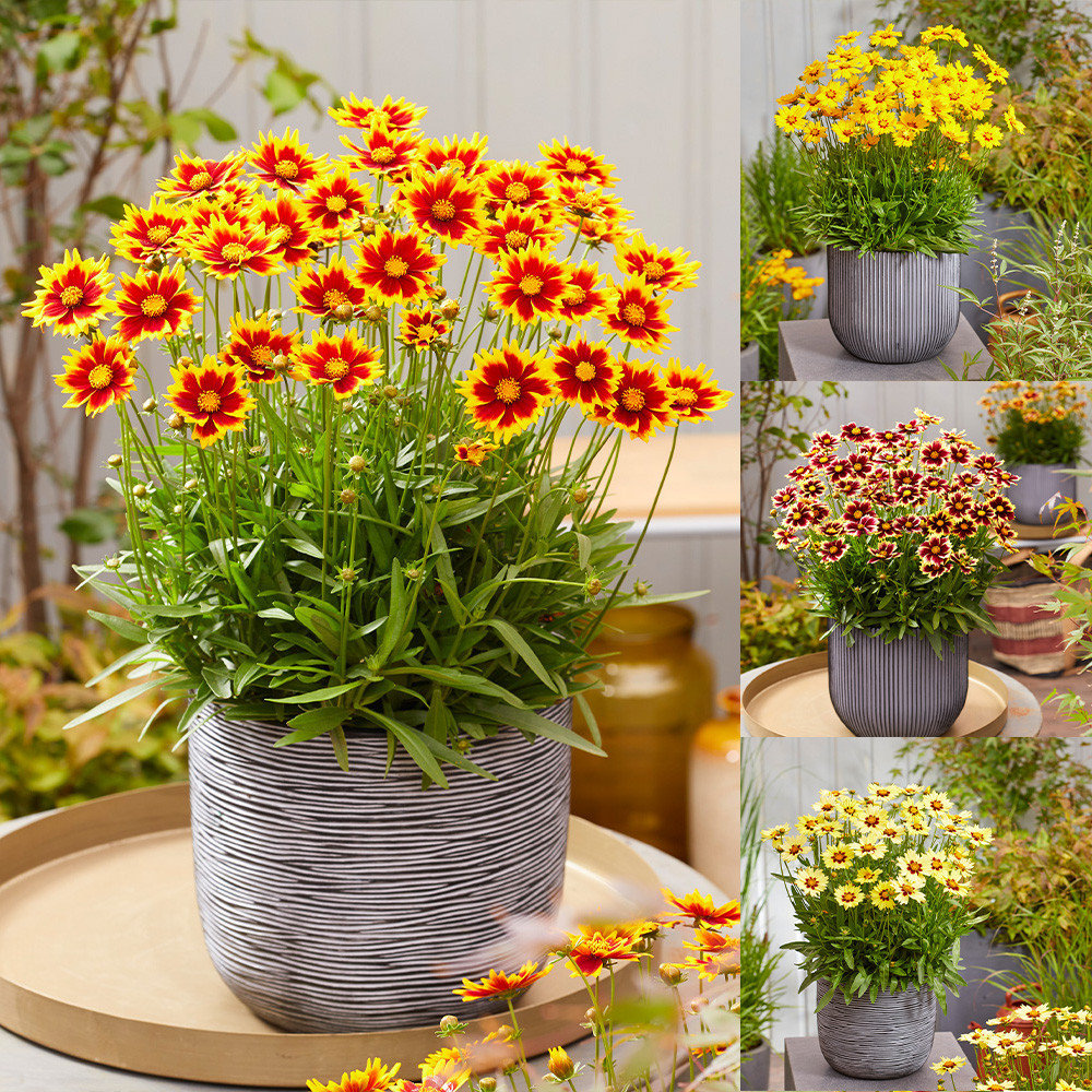 Buy Coreopsis Solar Collection at jparkers.co.uk