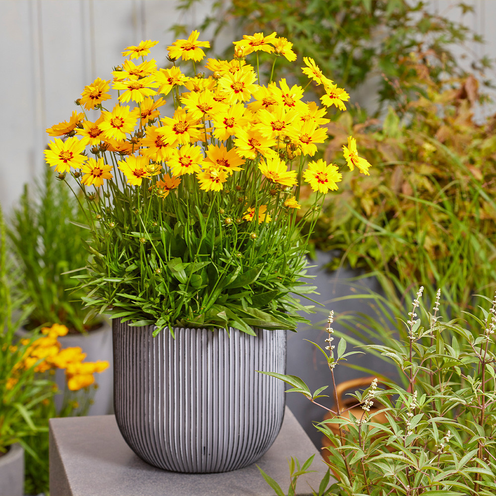 Buy Coreopsis Solar Collection at jparkers.co.uk