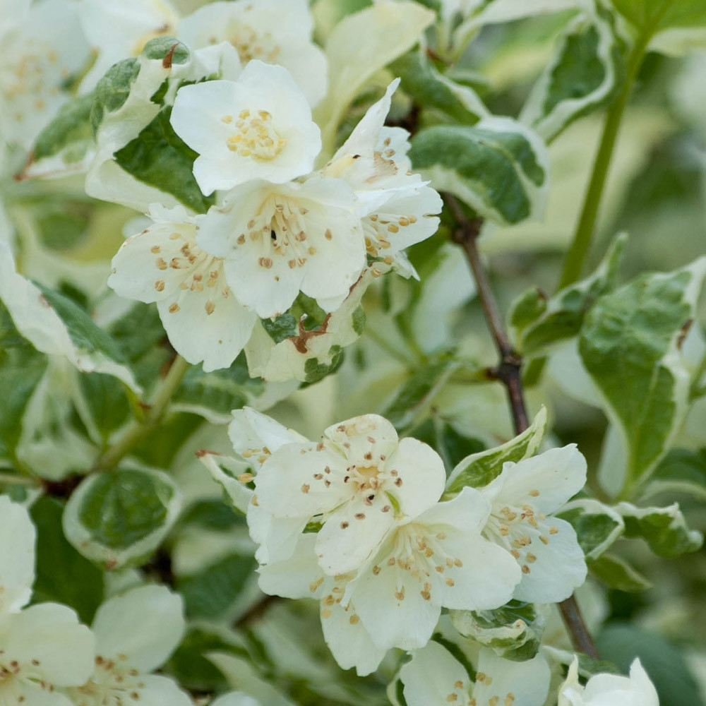 Buy Philadelphus coronarius Variegatus at jparkers.co.uk