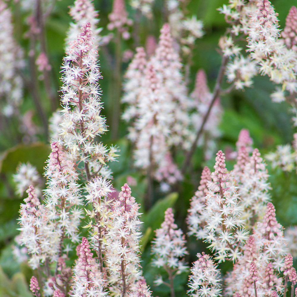 Buy Tiarella cordifolia at jparkers.co.uk