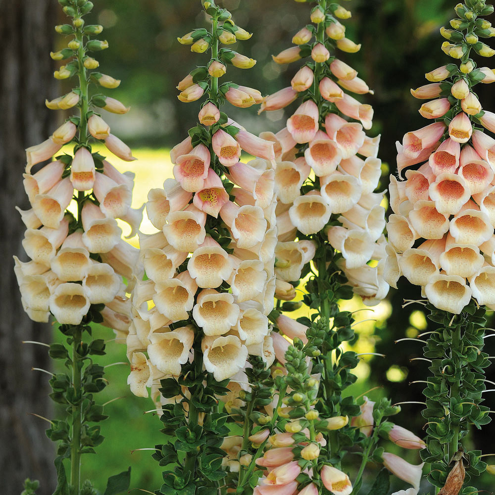 Buy Digitalis Collection at jparkers.co.uk