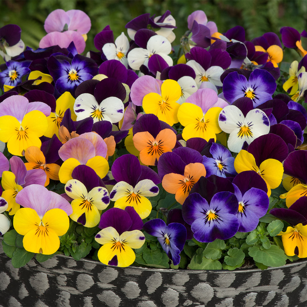 Buy Viola Sorbet XP Jump Up Mix at jparkers.co.uk