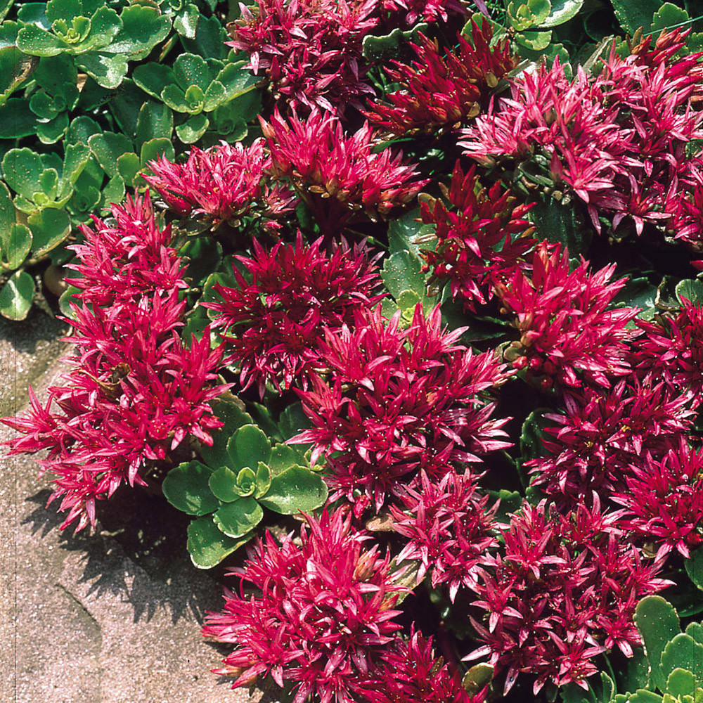 New Sedum Varieties Happy Garden Succulent Plant Sedum, Step Stone