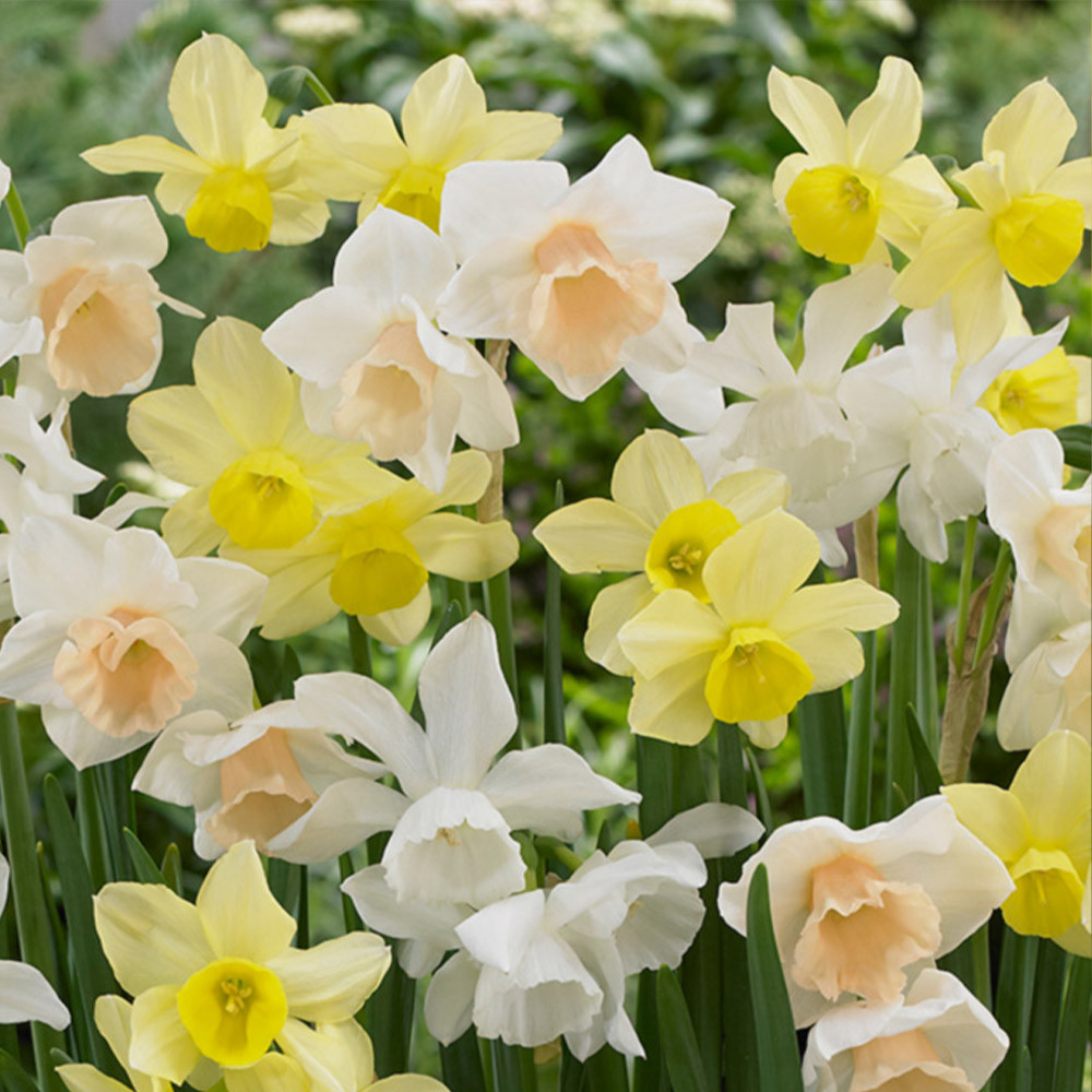 Buy Triandrus Narcissus Mixed at jparkers.co.uk