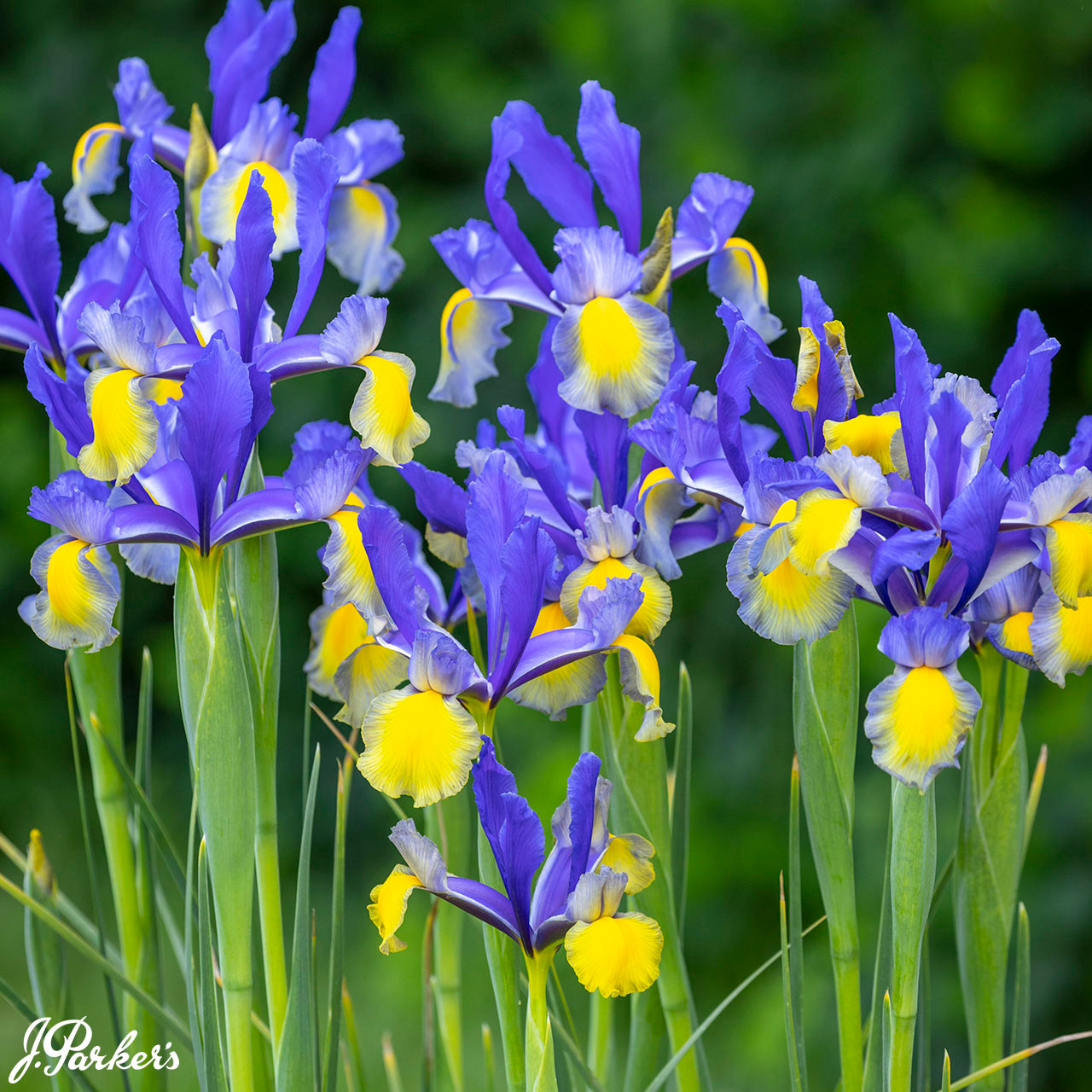 Buy New Unusual Dutch Iris Collection at jparkers.co.uk