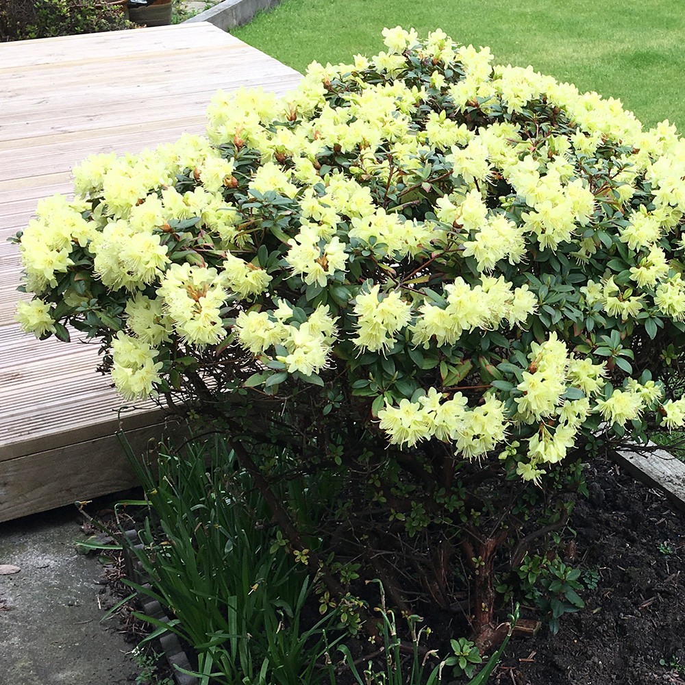 Buy Rhododendron Dwarf 'Princess Anne' at jparkers.co.uk