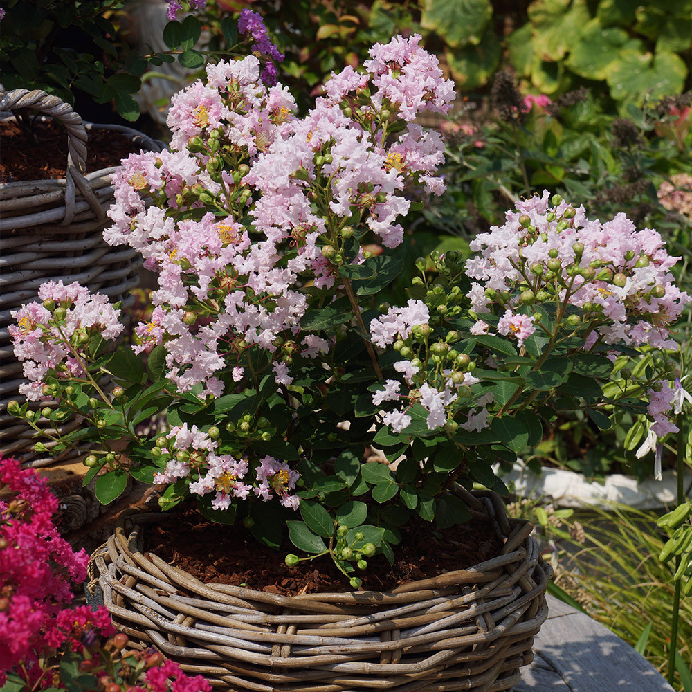 Buy Lagerstroemia indica 'With love' collection at jparkers.co.uk