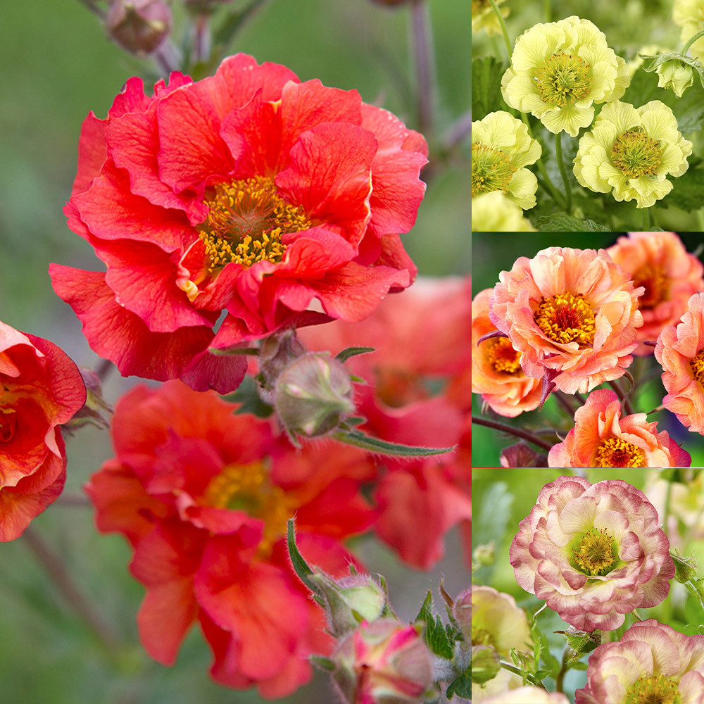 Buy Geum Premium Collection at jparkers.co.uk