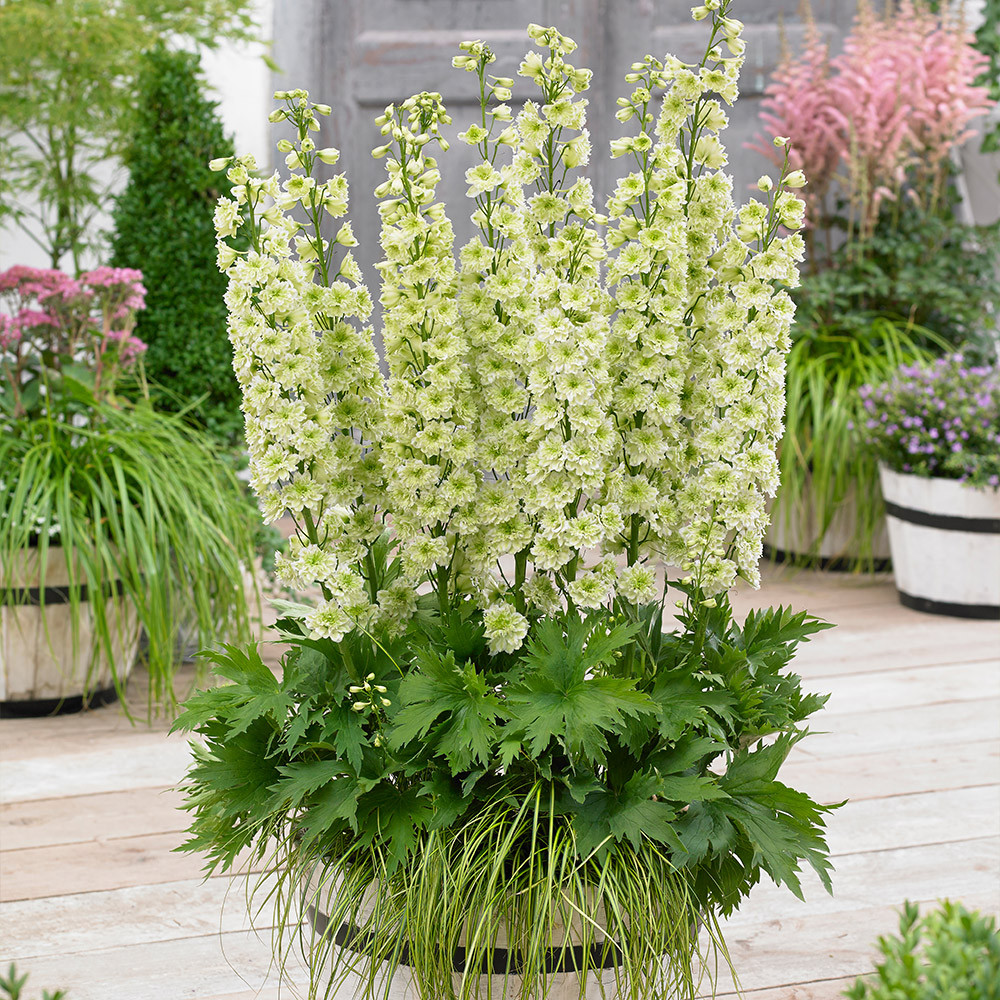 Buy Delphinium Highlander Collection at jparkers.co.uk