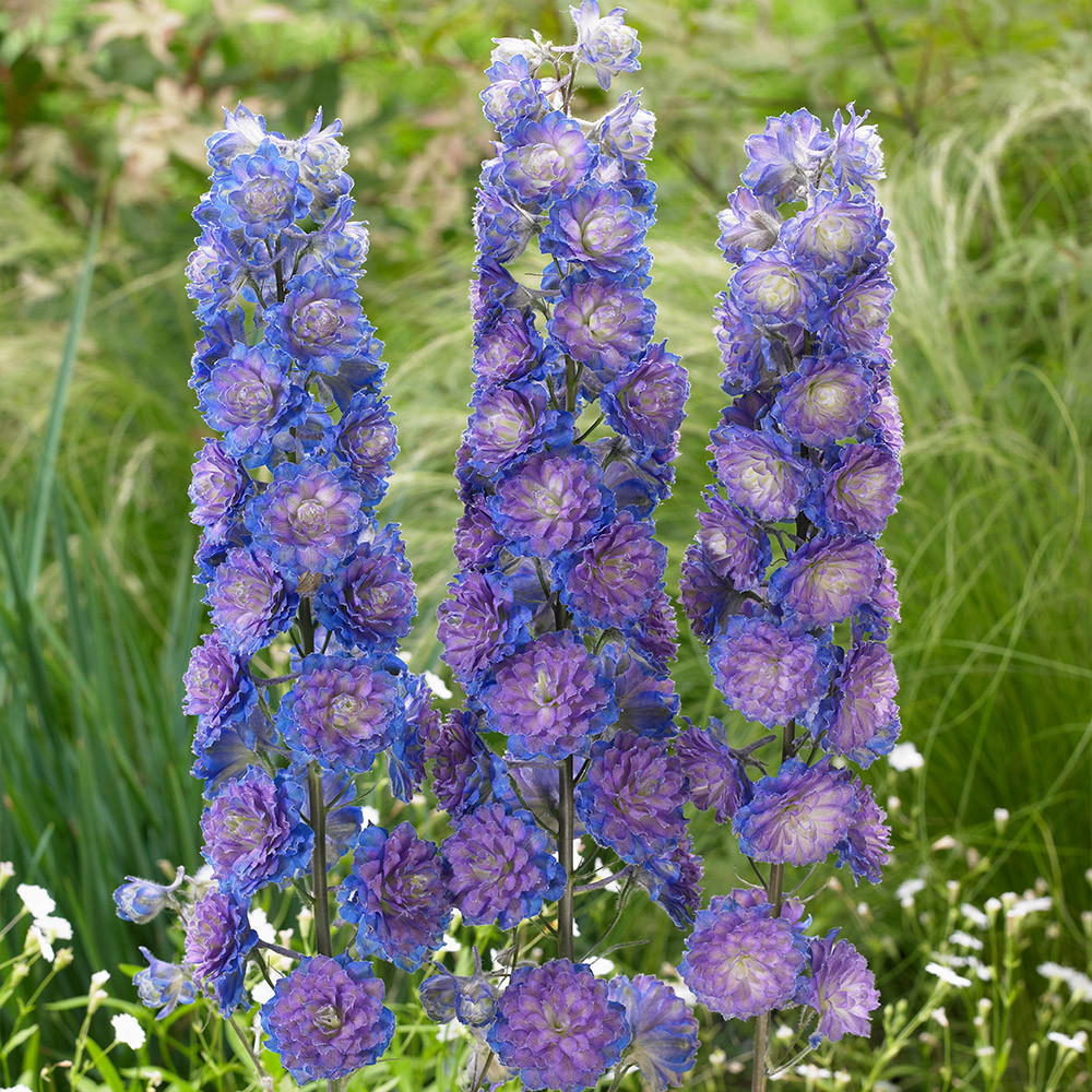 Buy Delphinium Highlander Collection at jparkers.co.uk