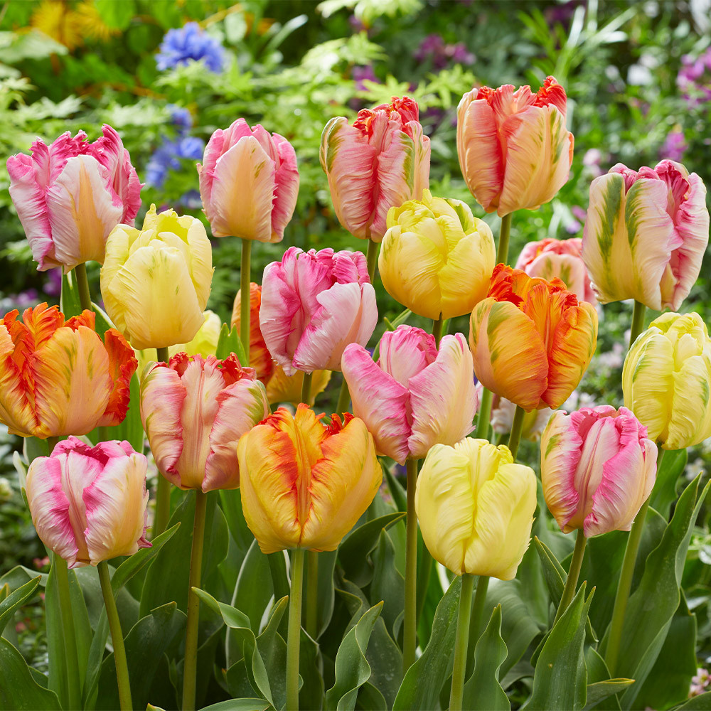 Buy Parrot Tulips Pastel Mix at jparkers.co.uk