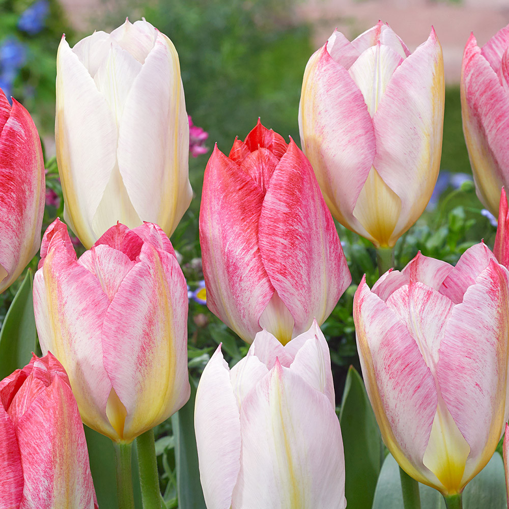 Buy Tulip flaming 'Purissima' at jparkers.co.uk