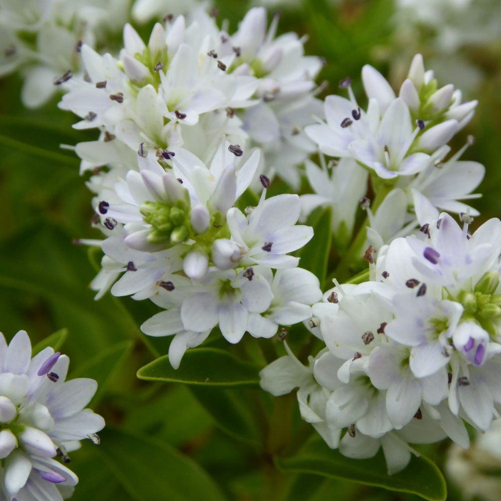 Buy Hebe Garden Beauty White at jparkers.co.uk