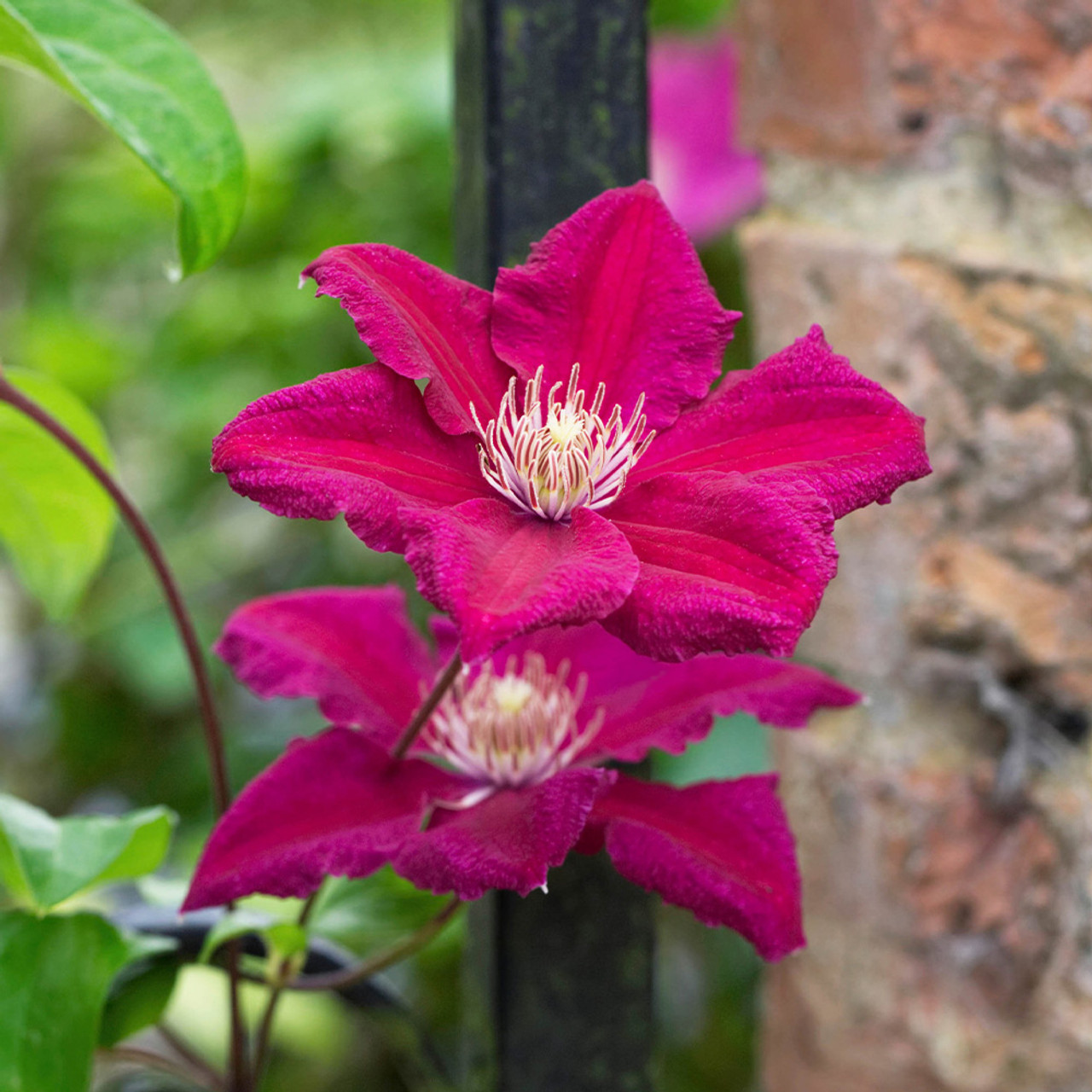 Buy Clematis 'Ernest Markham' at jparkers.co.uk