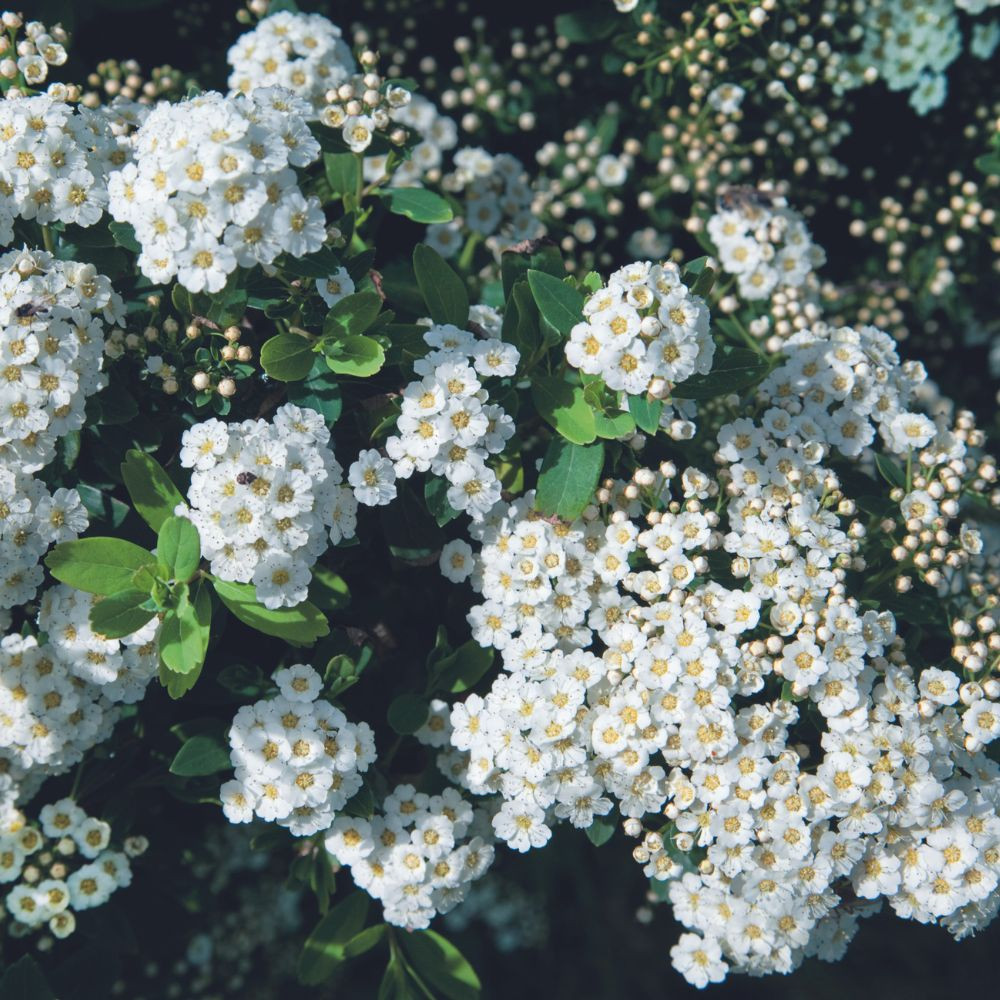 Buy Spiraea collection at jparkers.co.uk