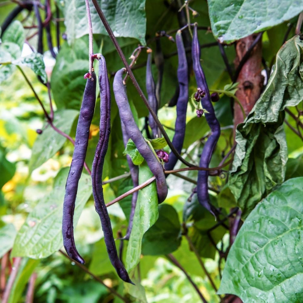 Buy Climbing French Purple Bean Blauhilde seeds at jparkers.co.uk