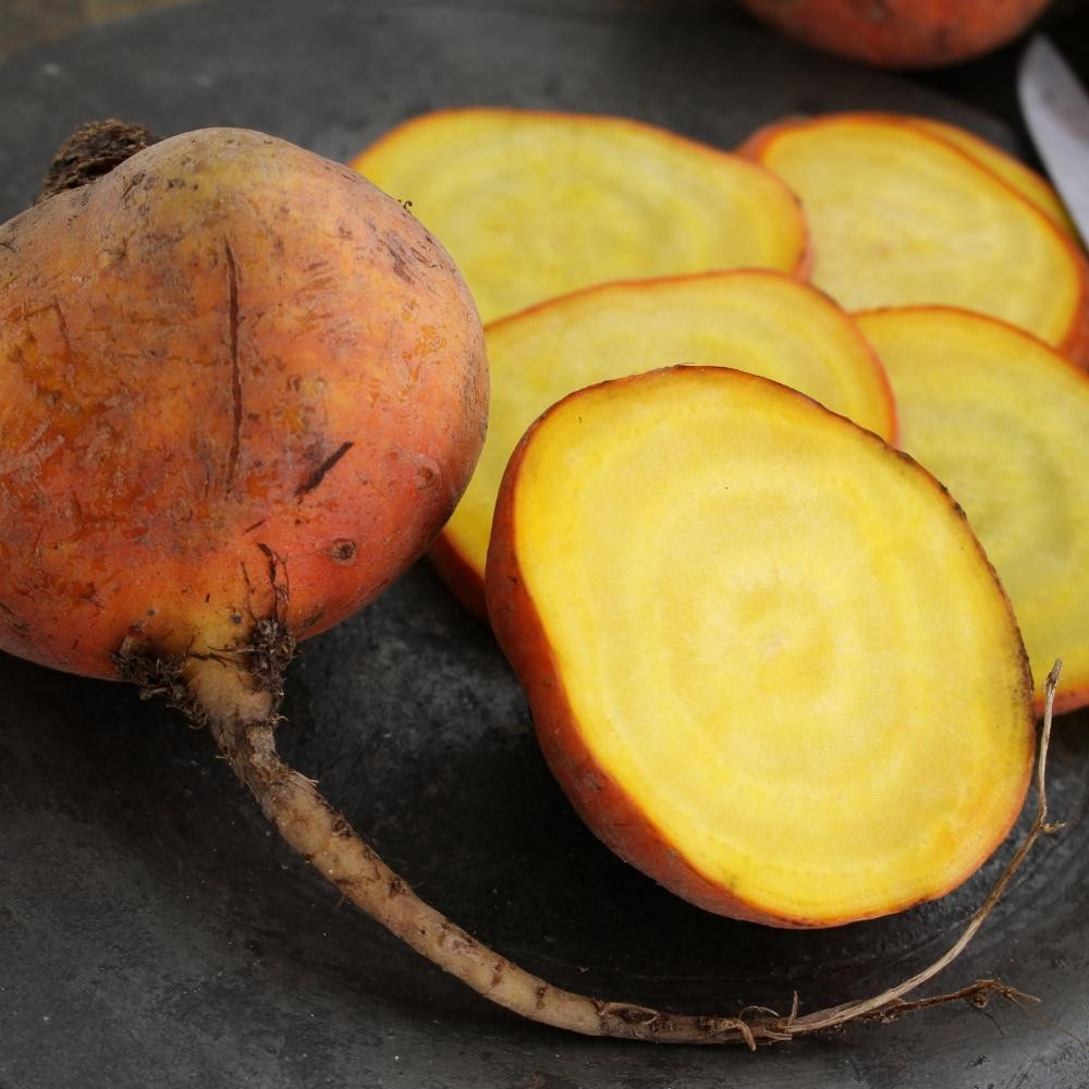 Buy Beetroot Golden Boldor F1 seeds at jparkers.co.uk