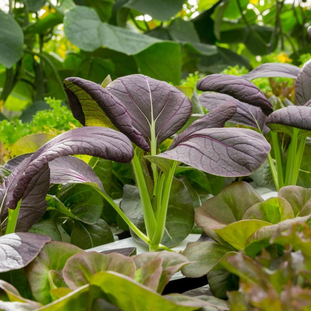 Buy Cabbage Pak Choi Red F1 seeds at jparkers.co.uk