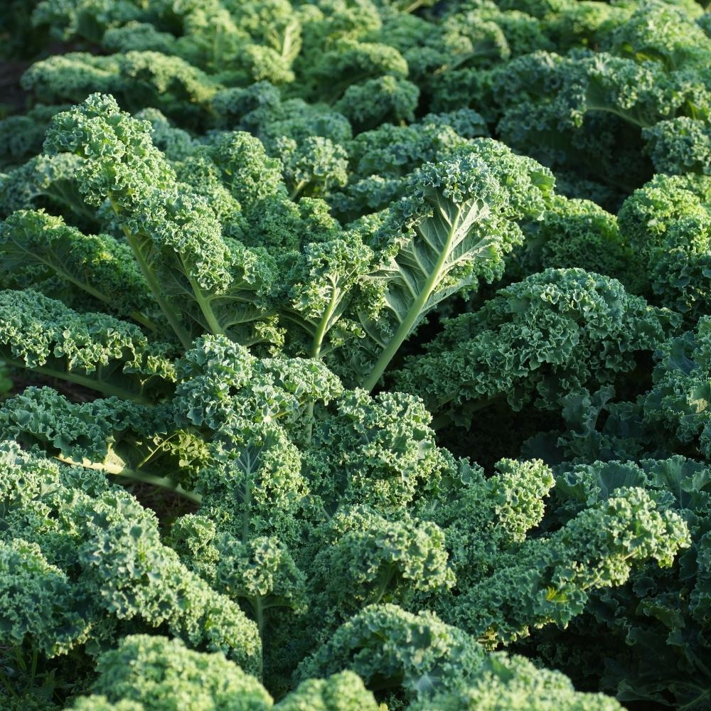 Buy Kale Borecole Vates Blue Curled seeds at jparkers.co.uk