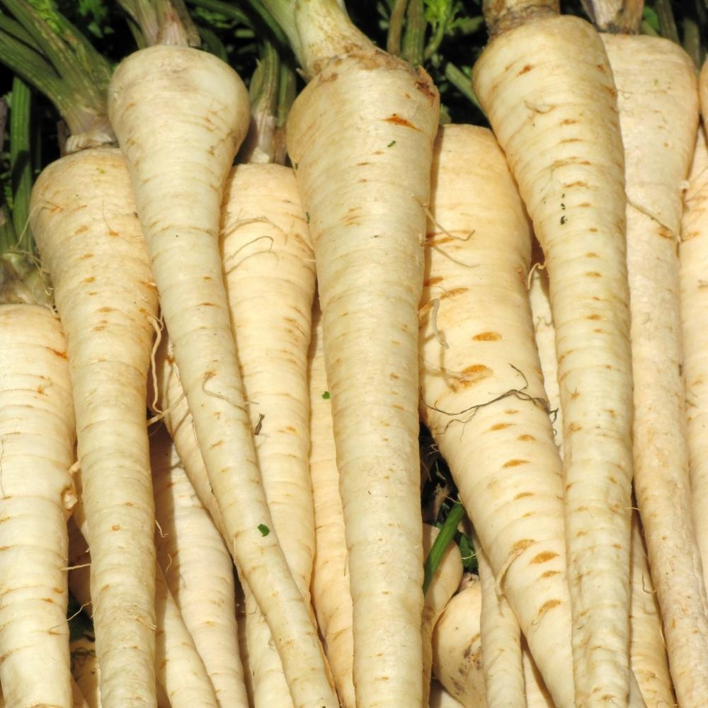 Buy Parsnip Countess F1 Maincrop seeds at jparkers.co.uk