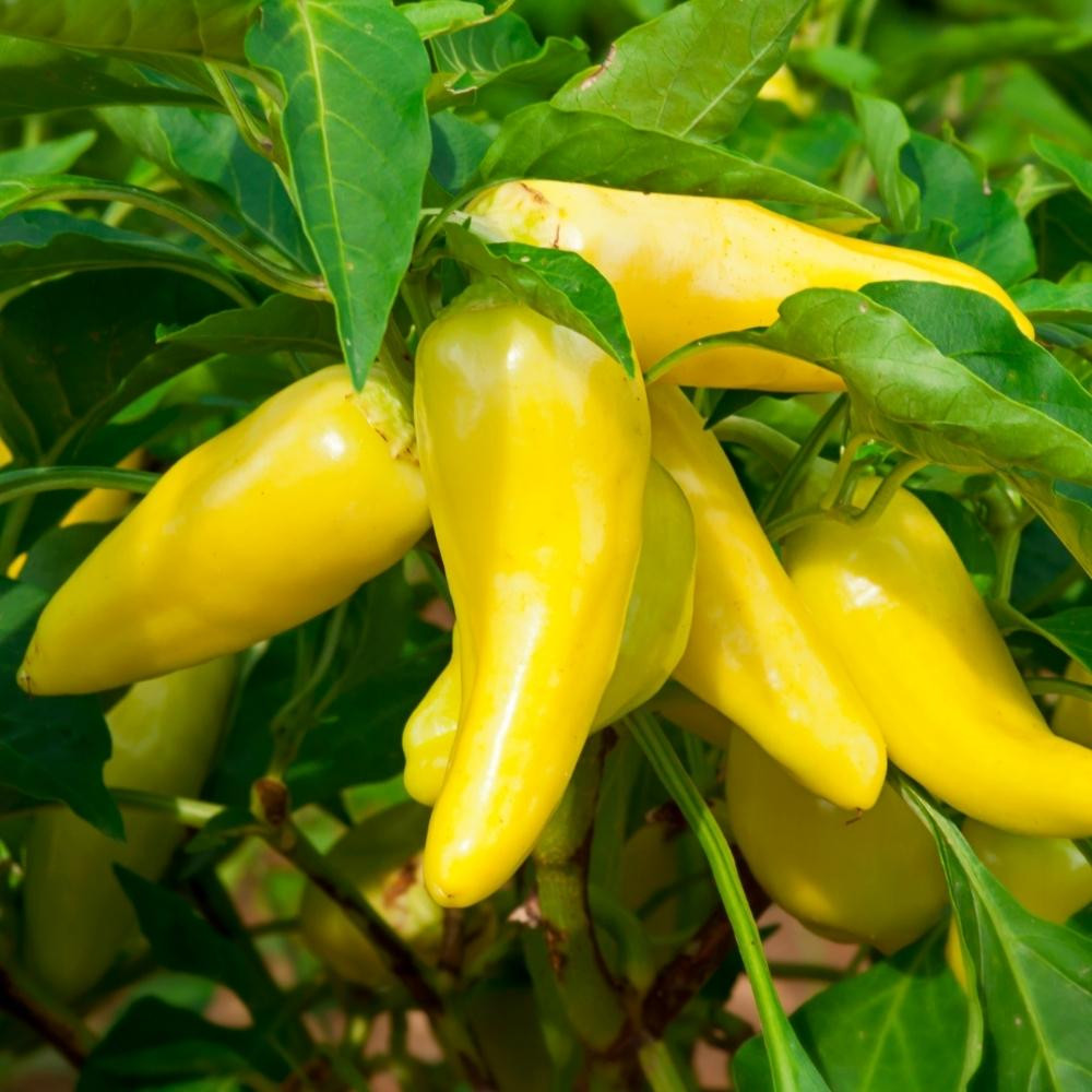 Buy Sweet Pepper Lemon Dream seeds at jparkers.co.uk