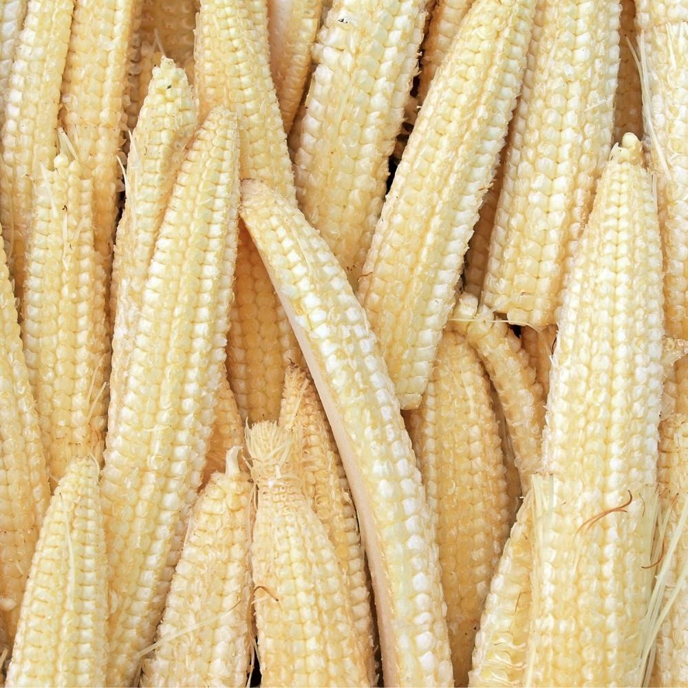 Buy Miniature Sweet Corn Sweetcorn Minipop F1 seeds at jparkers.co.uk