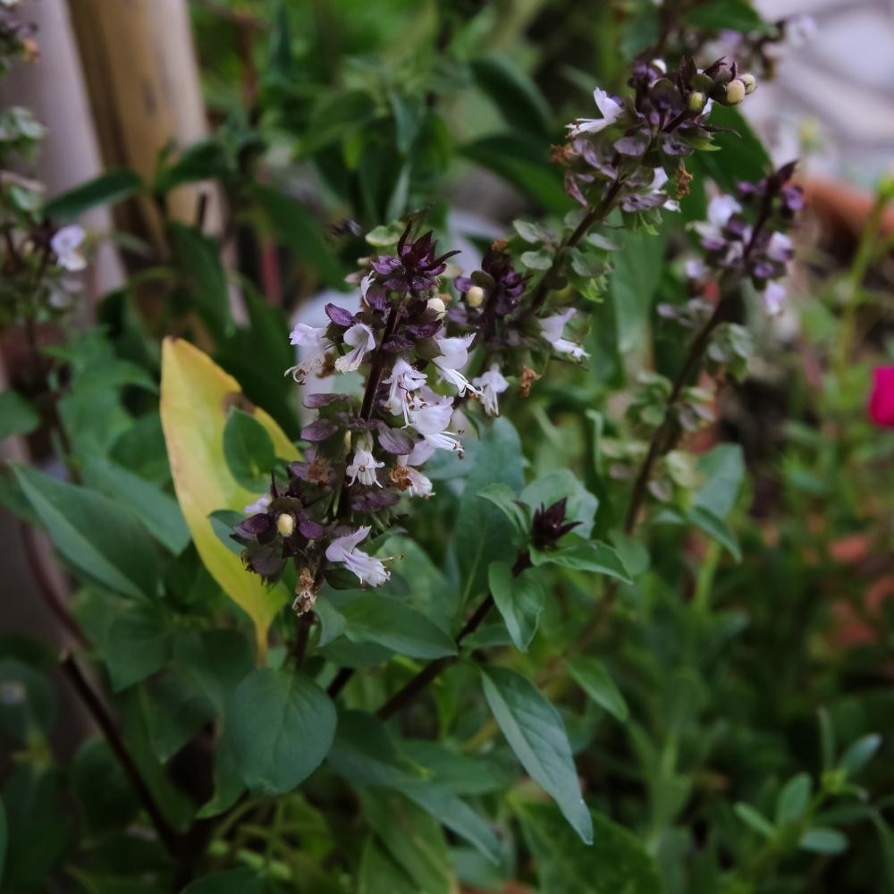 Buy Herb Basil Cinnamon seeds at jparkers.co.uk