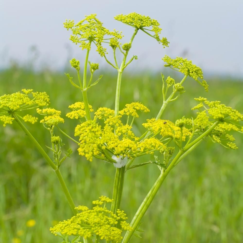 Buy Herb Lovage Levisticum Officinale seeds at jparkers.co.uk