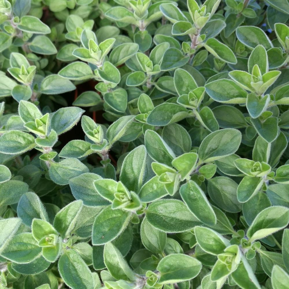 Buy Herbs Marjoram Sweet Origanum Majorana seeds at jparkers.co.uk