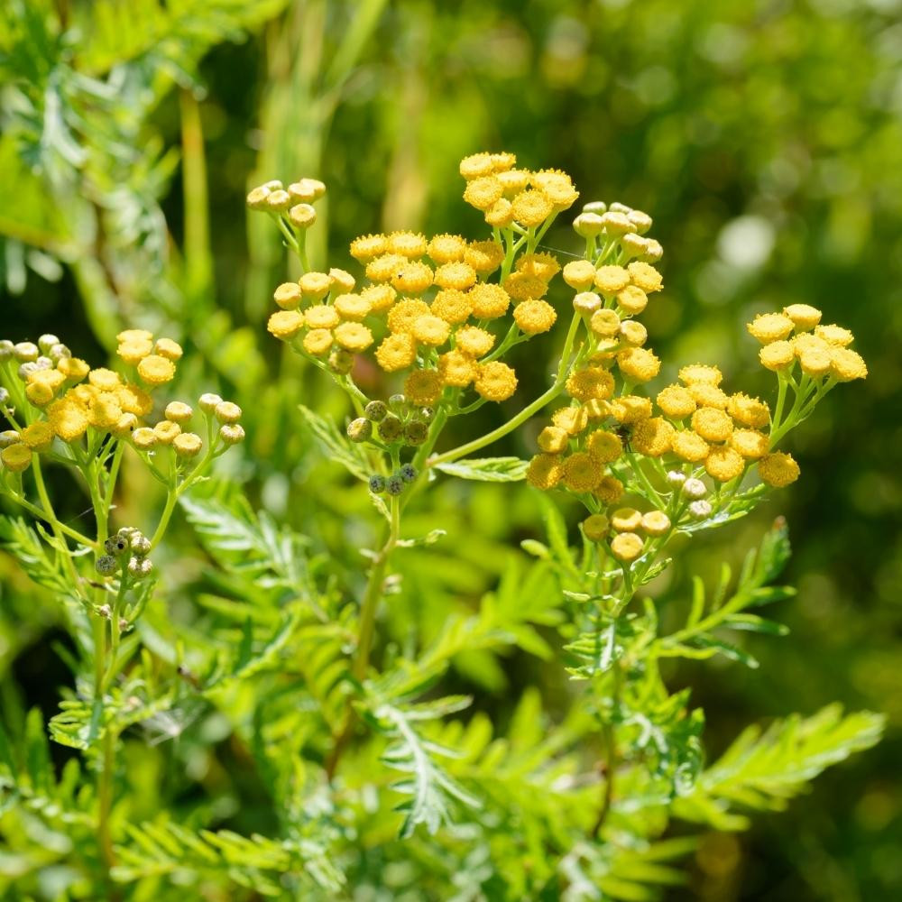 Tansy Leaves Exotic Species: Tansy Ragwort (U.S. National Park