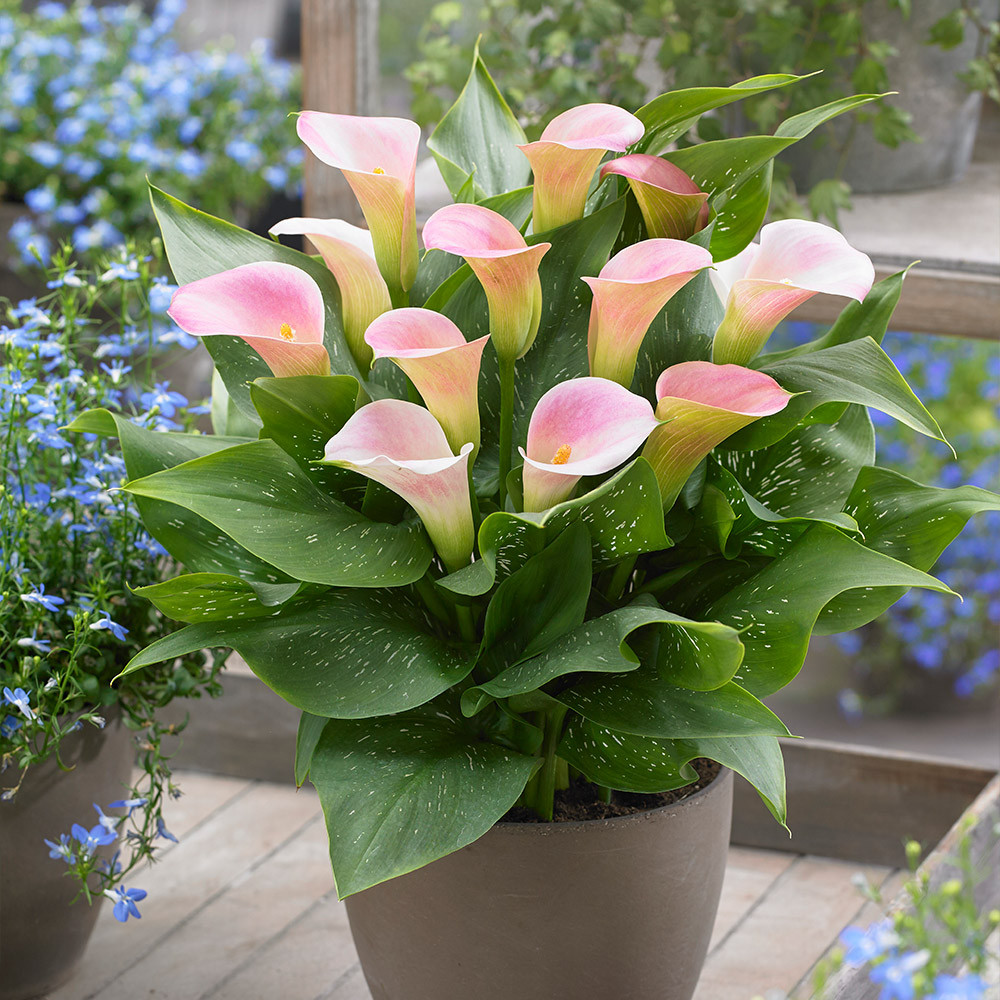 Buy Zantedeschia Captain Marrero for less with J. Parker's