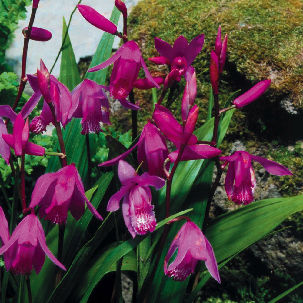 Buy Bletilla striata for less with J. Parker's