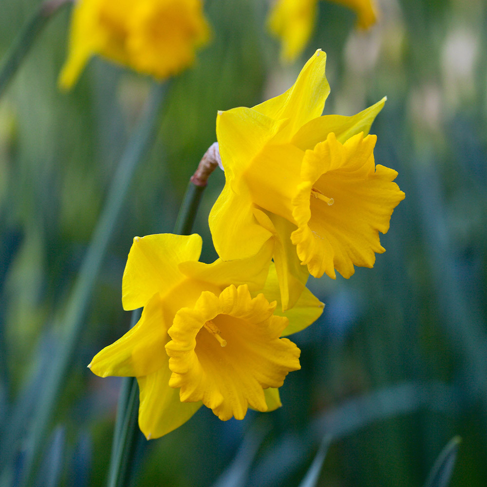 Buy 40 Free Yellow Daffodils at jparkers.co.uk