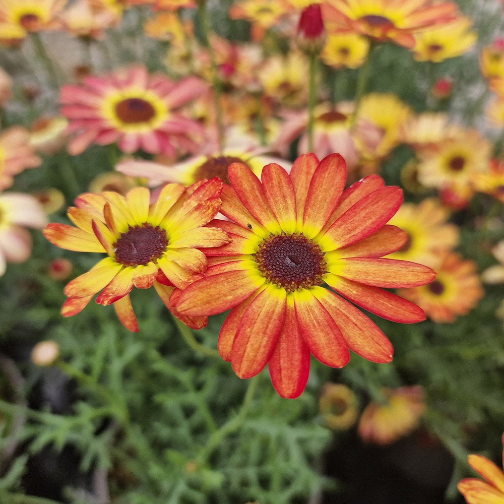 Buy Argyranthemum Grandaisy Orange Yellow Halo for less with J. Parker's