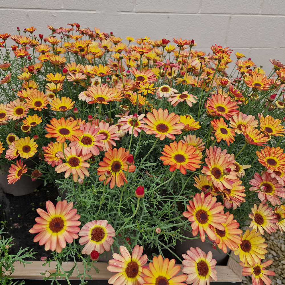 Buy Argyranthemum Grandaisy Orange Yellow Halo for less with J. Parker's