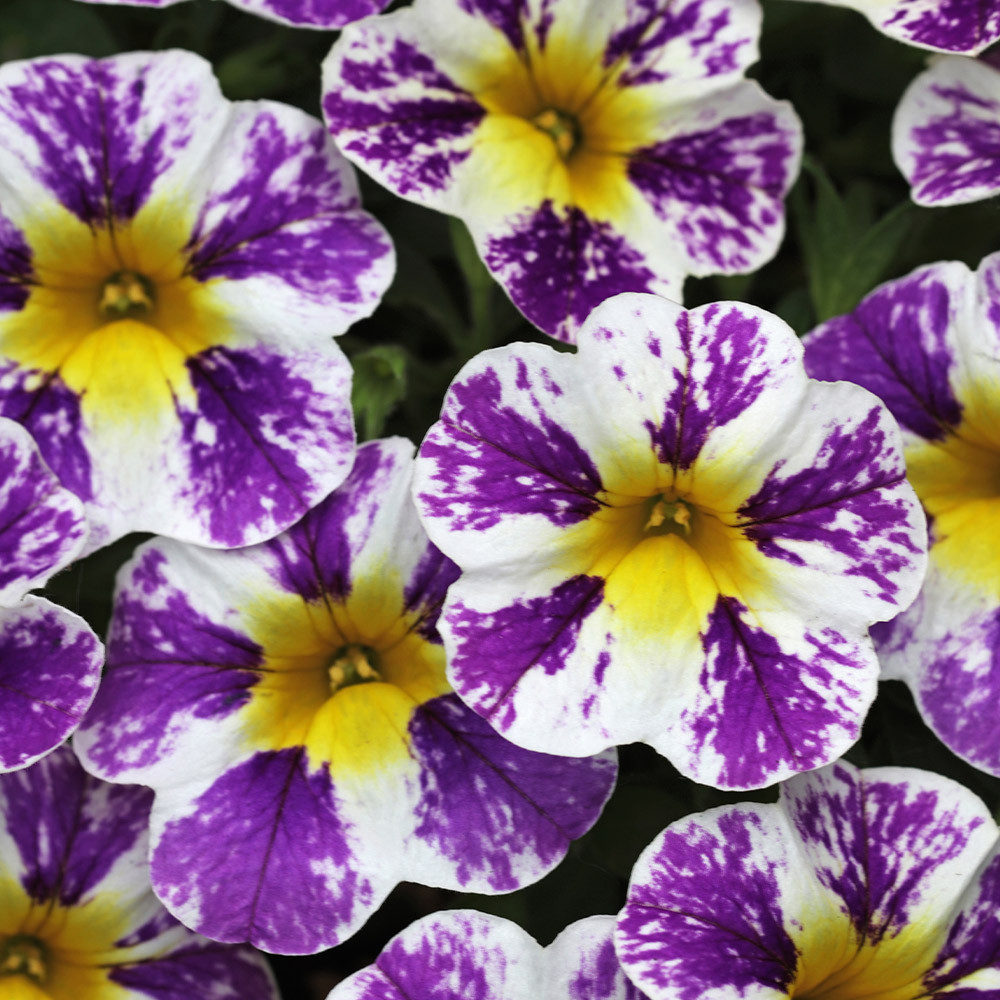 Buy Calibrachoa Candy Shop Grape Splash for less with J. Parker's