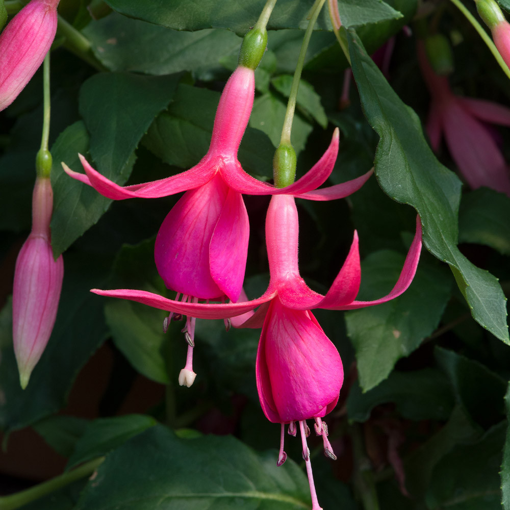 Buy Fuchsias Jack Shahan for less with J. Parker's