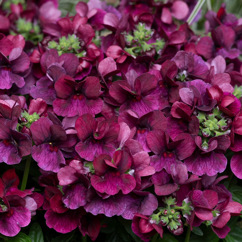 Buy Nemesia Lady Ruby for less with J. Parker's