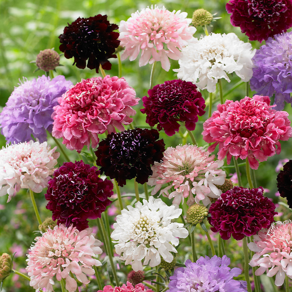 Buy Scabiosa Double Scoop Mix for less with J. Parker's