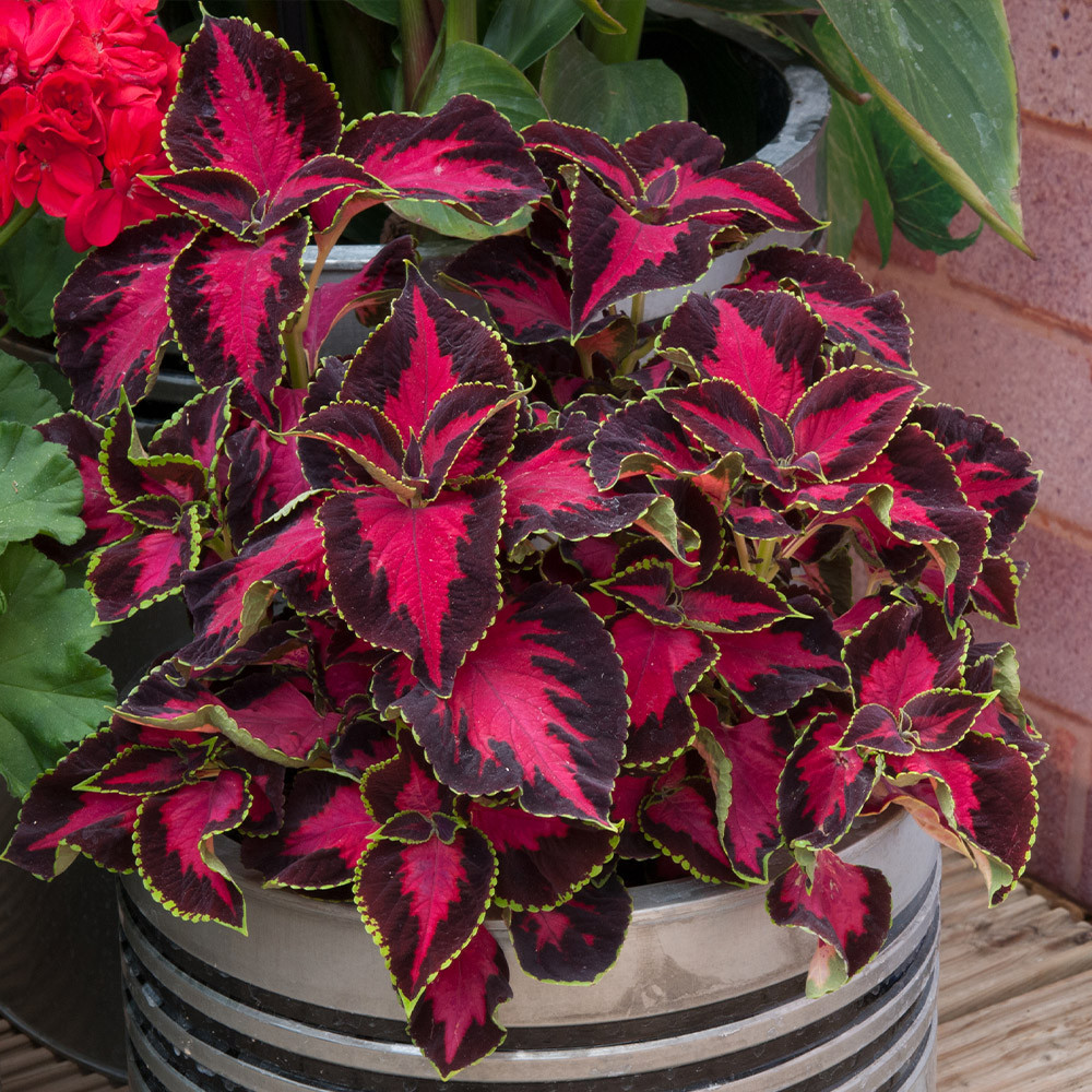 Buy Coleus Chocolate Covered Cherry for less with J. Parker's