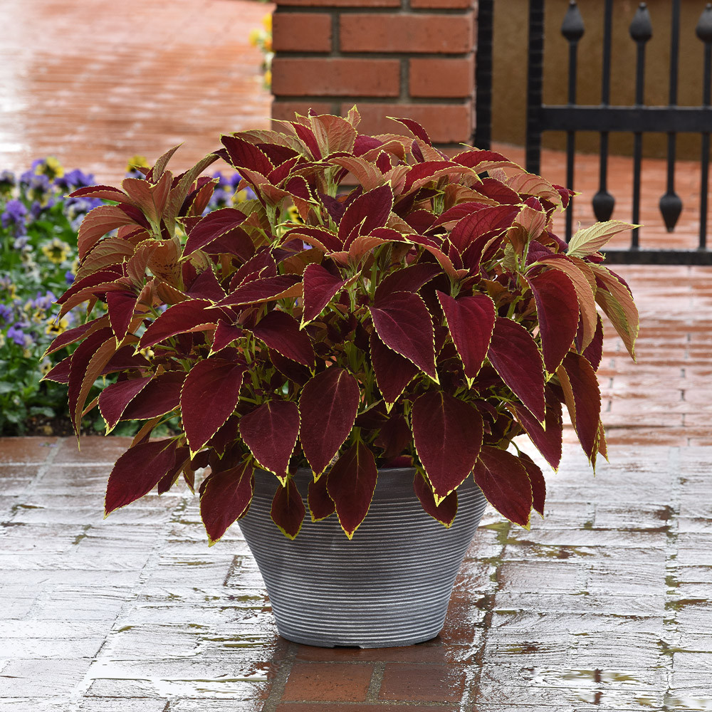 Buy Coleus Ruby Heart for less with J. Parker's