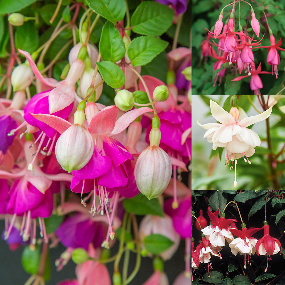 Buy Unusual Award Winning Trailing Fuchsia Collection for less with J ...