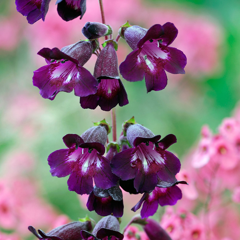 Buy Penstemon Collection for less with J. Parker's