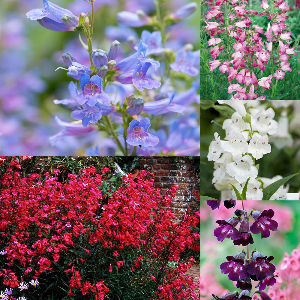 Buy Penstemon Collection for less with J. Parker's